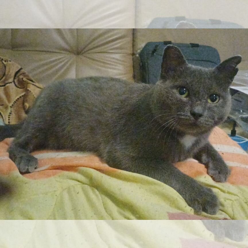 Хороший котик Велес ищет дом