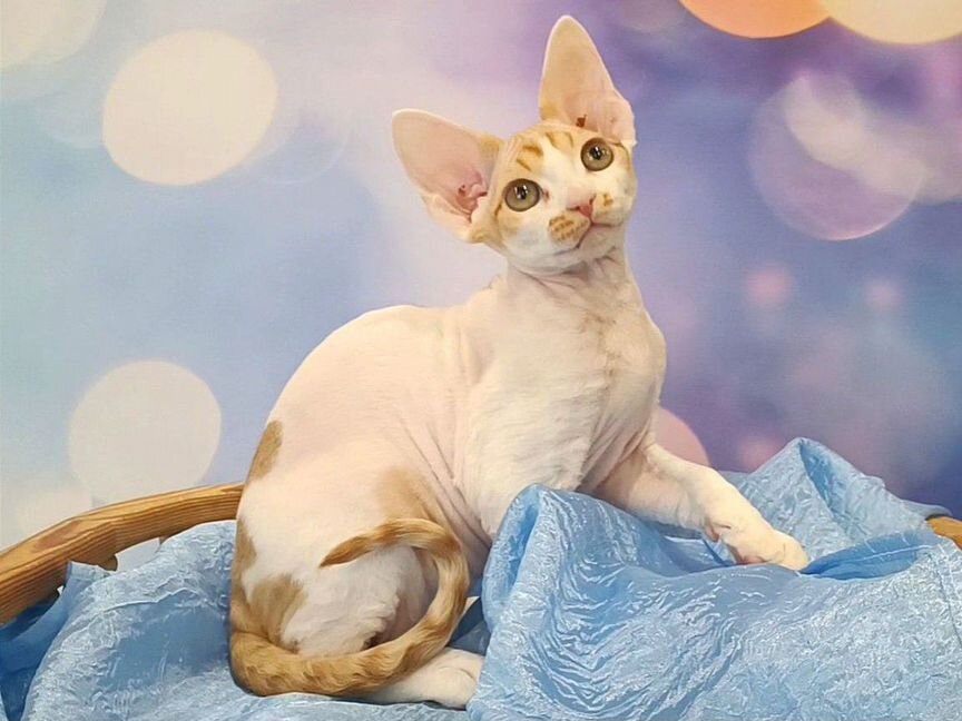 Девон-рекс, котик