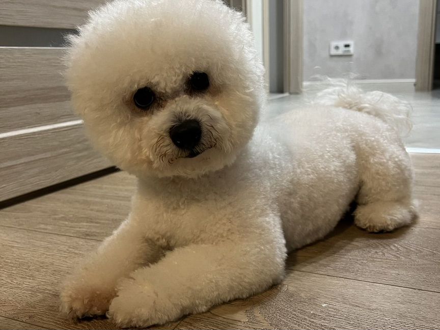 Бишон фризе вязка