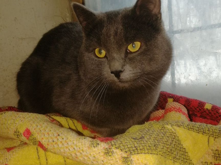 Кот Сёма и кошка Муся ищую хозяев. В хорошие руки