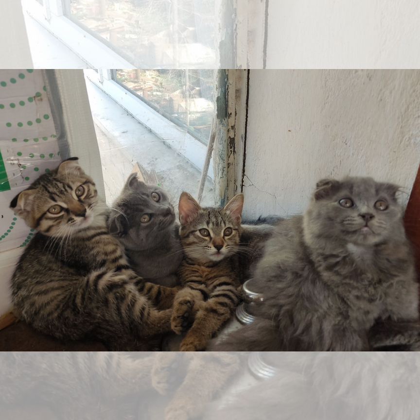 Отдам котят в добрые и заботливые руки