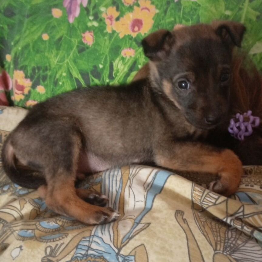 Отдам в добрые руки