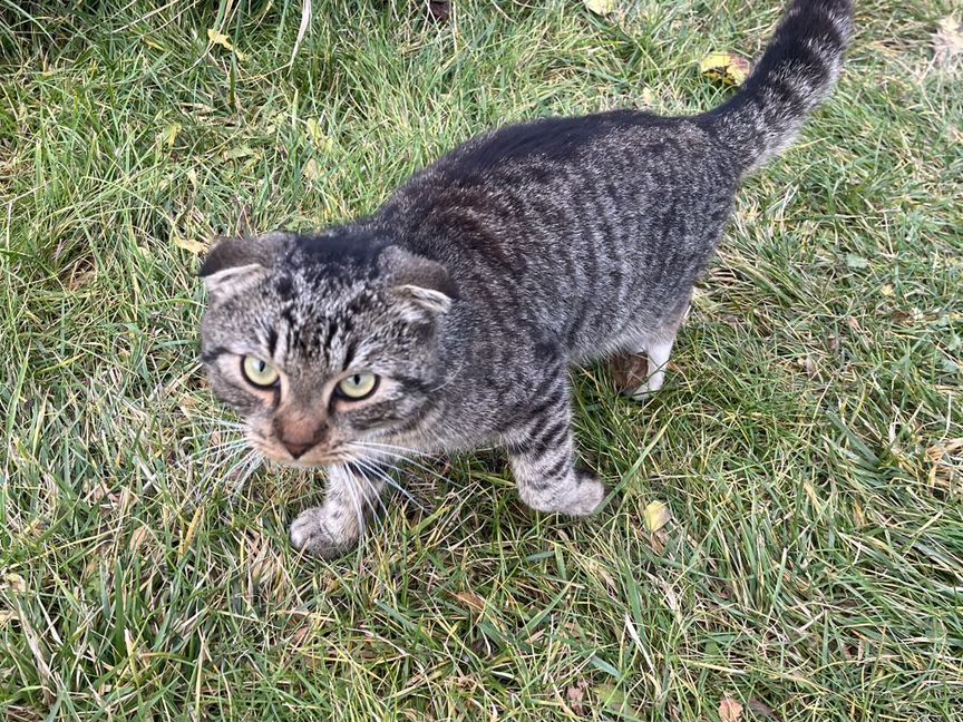 Котик вислоухий меньше года