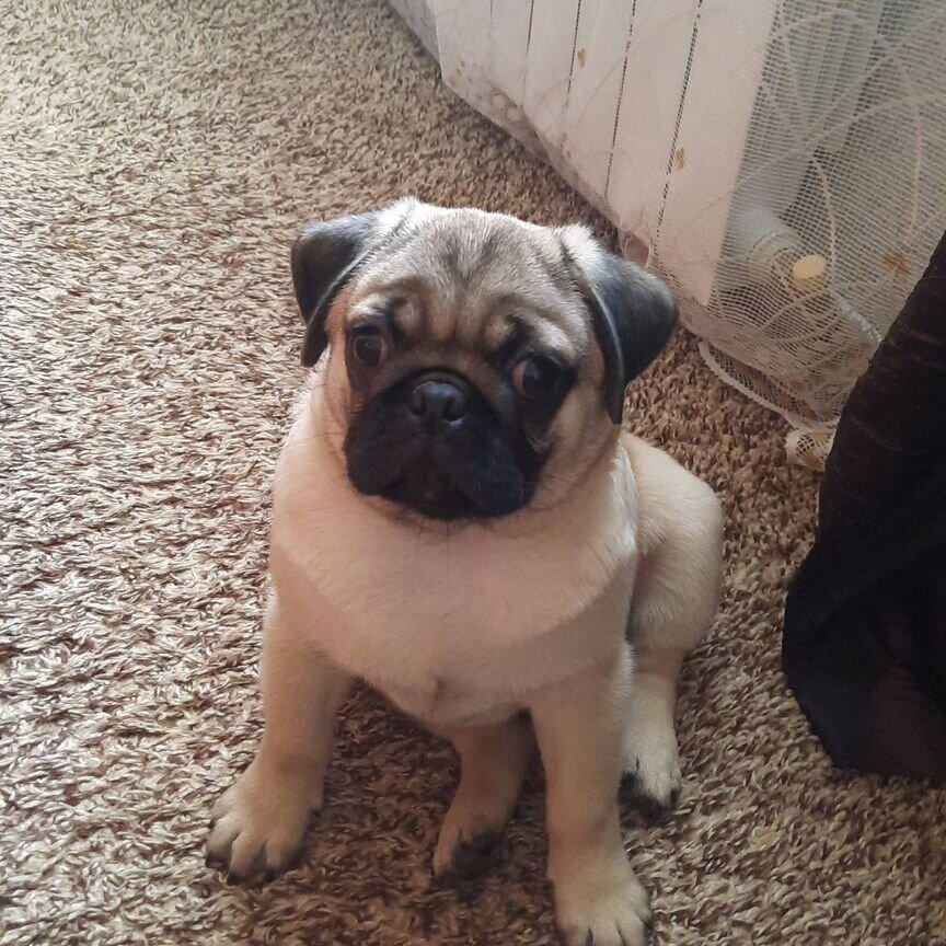 Мопс истеричка, кусака,ссыт и срёт куда попало