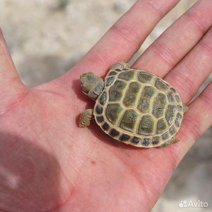 Малышка сухопутная черепашка