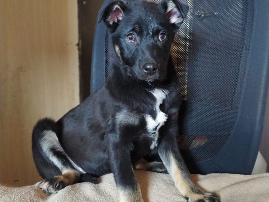 Щенок Джуниор