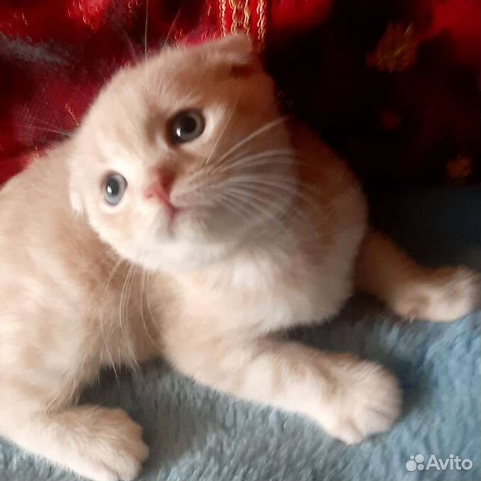 Шотландский котик Мишка