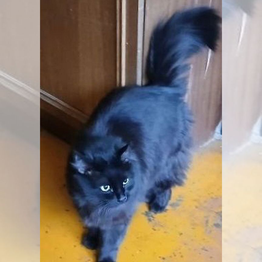 Взрослый кот в добрые руки