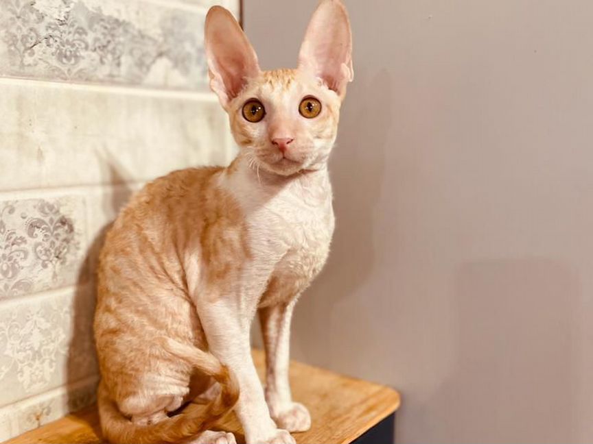 Корниш-рекс малышок