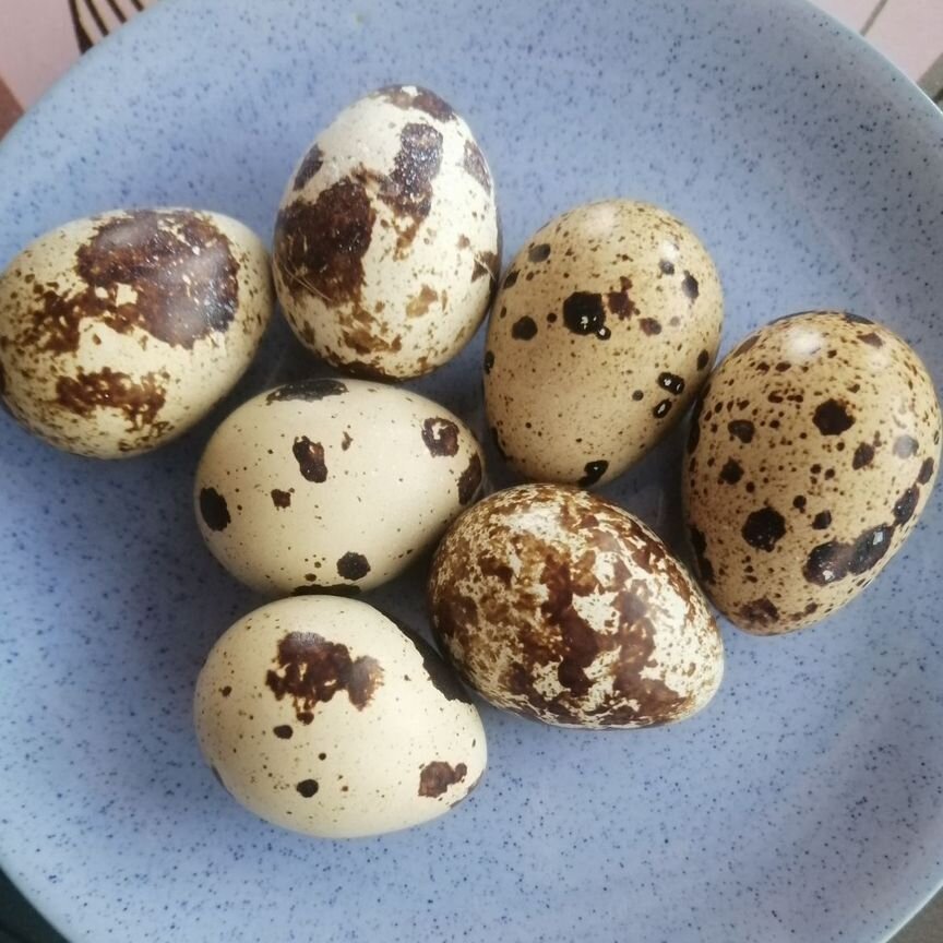 Яйца перепелиные домашние