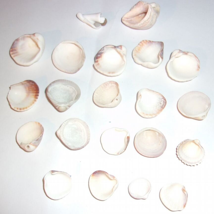 Ракушки в аквариум