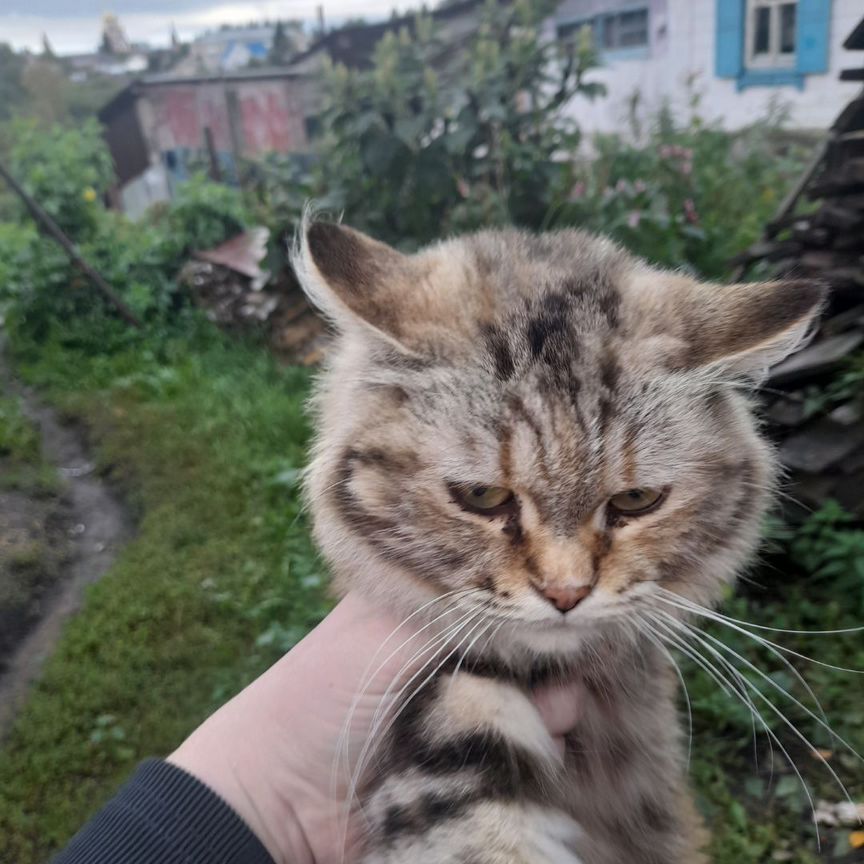 Кошка в добрые руки