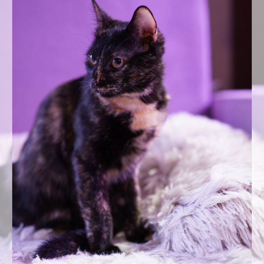 Котенок 3 месяца Сиси