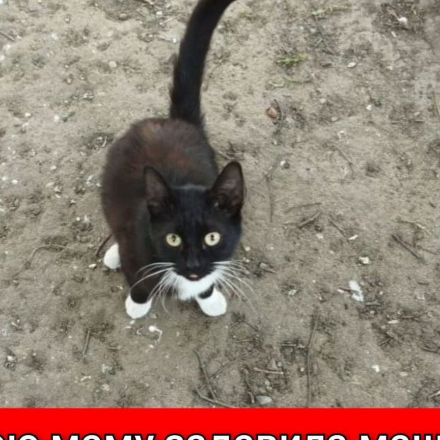 Котёнок в добрые руки