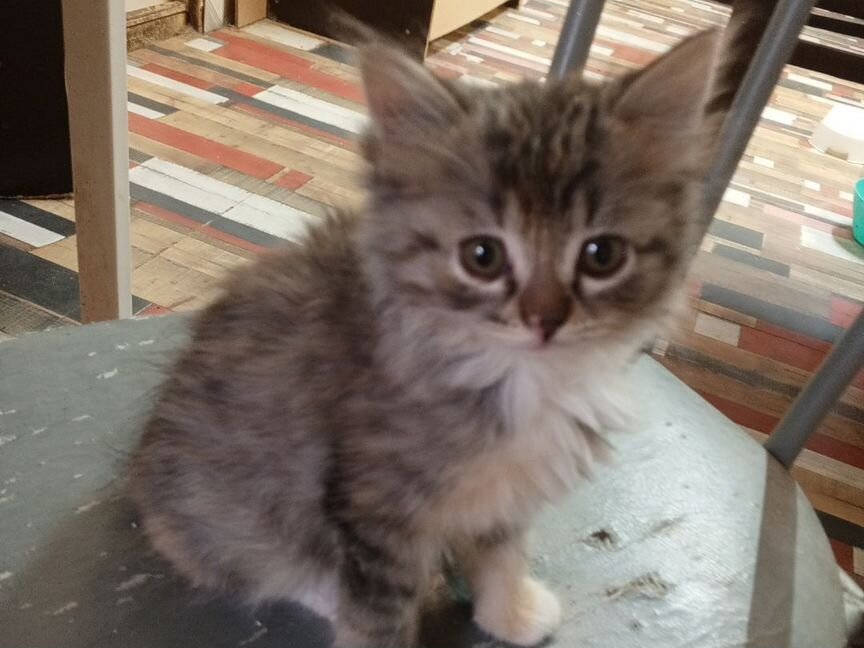 Кошка в дар бесплатно