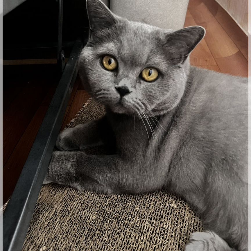 Шотландская прямоухая серая