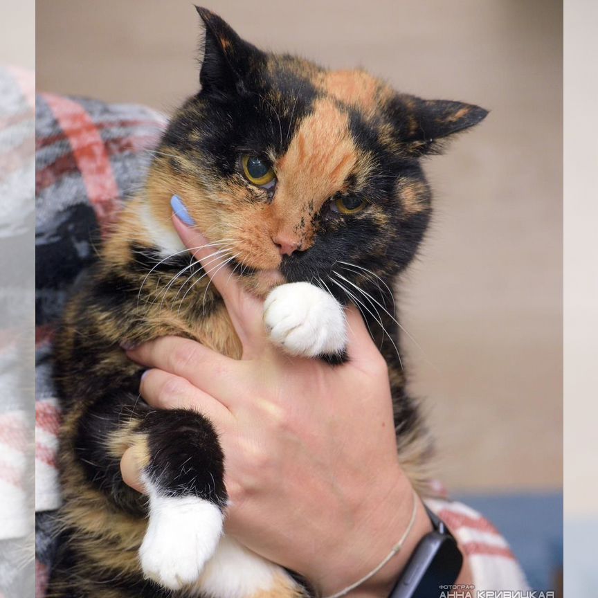 Взрослая, кошка в добрые руки