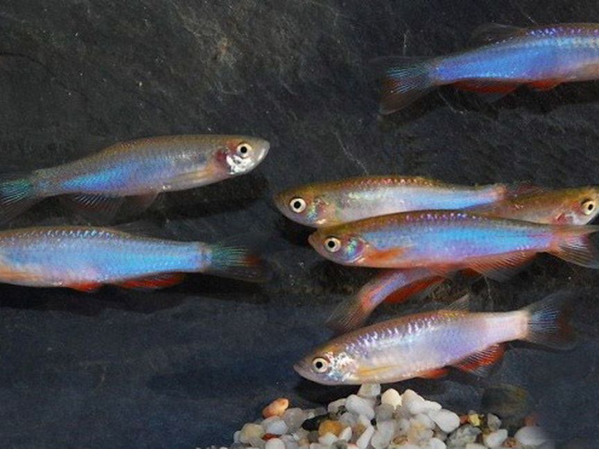 Данио жемчужный Albolineatus