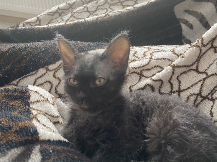 Котята Девон-рекс