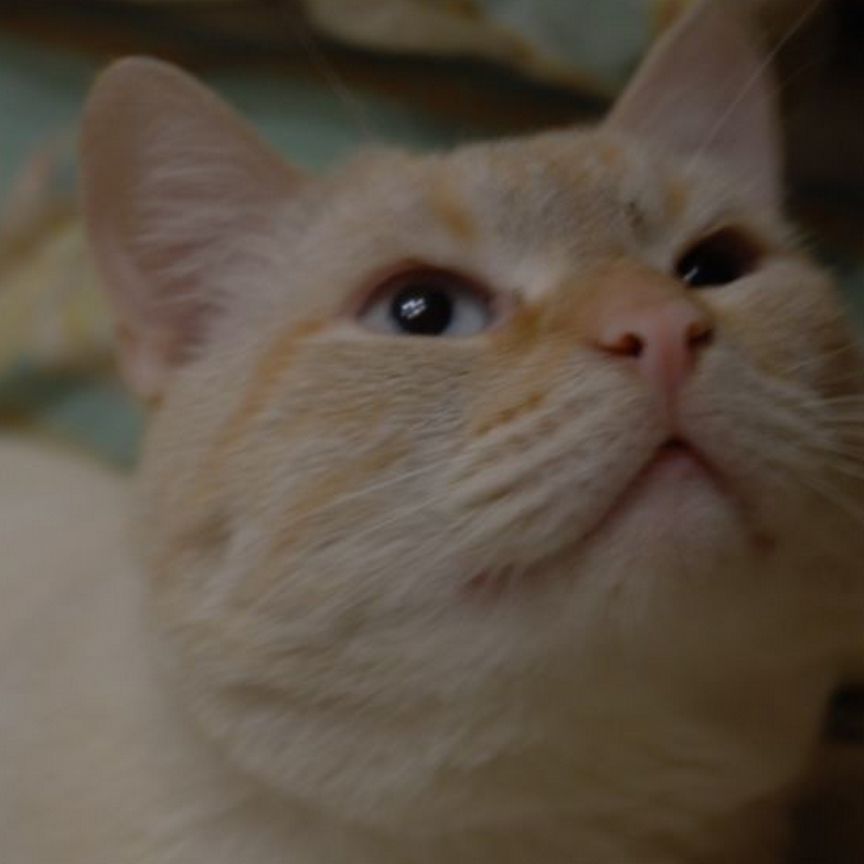 Тайский, взрослый кот