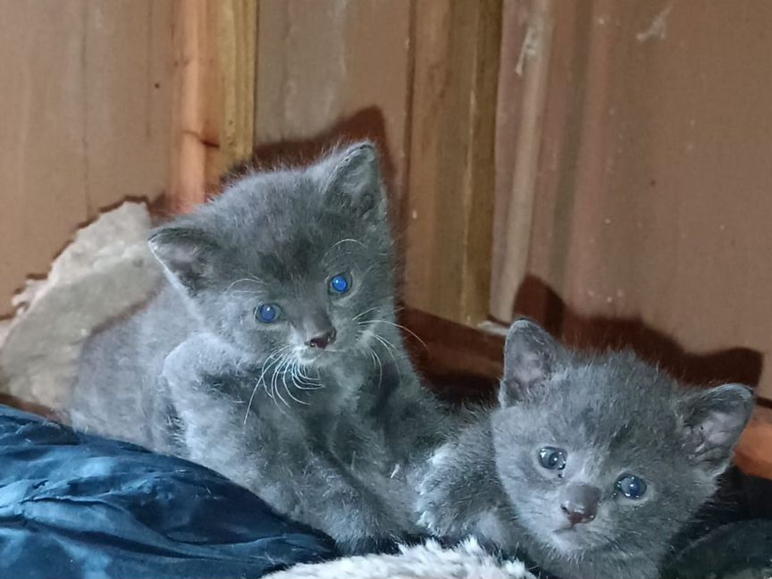 Серые котята ждут родителей
