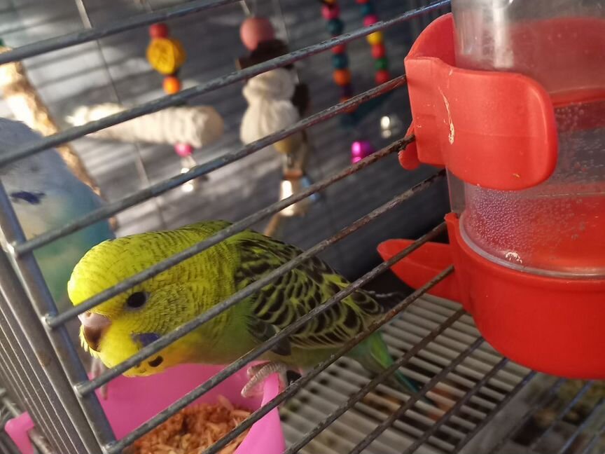 Птенцы волнистый попугай