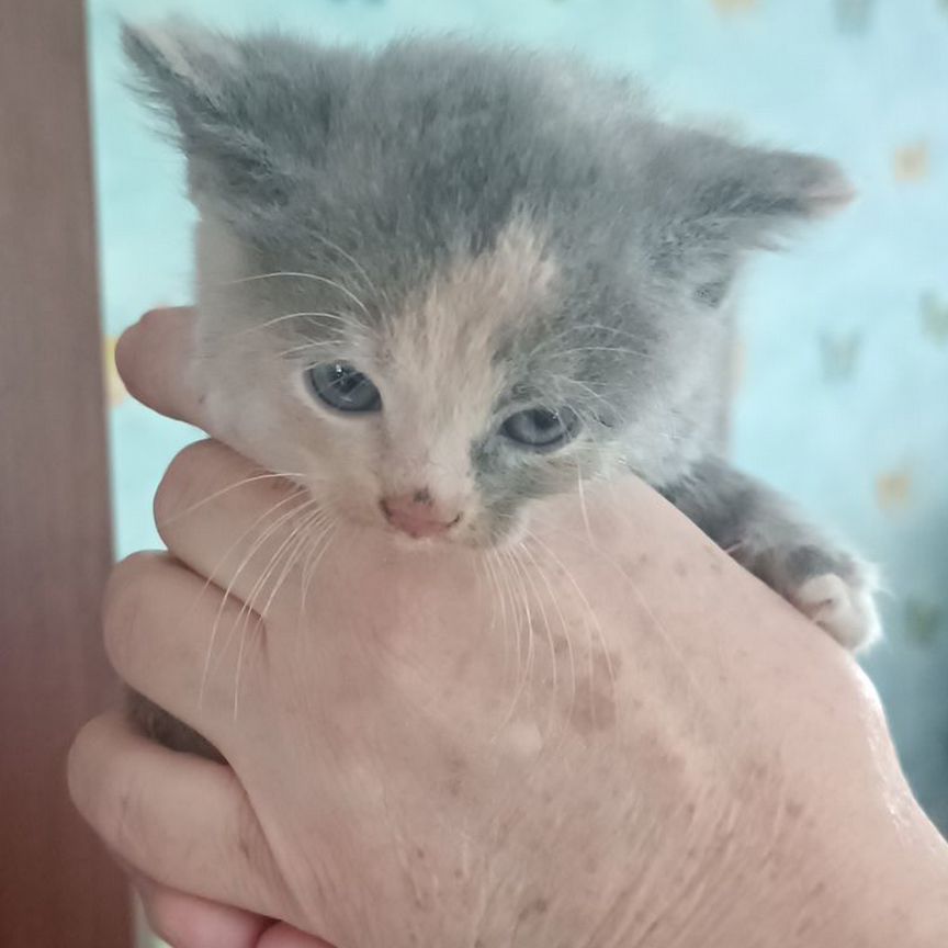 Отдадим в добрые руки
