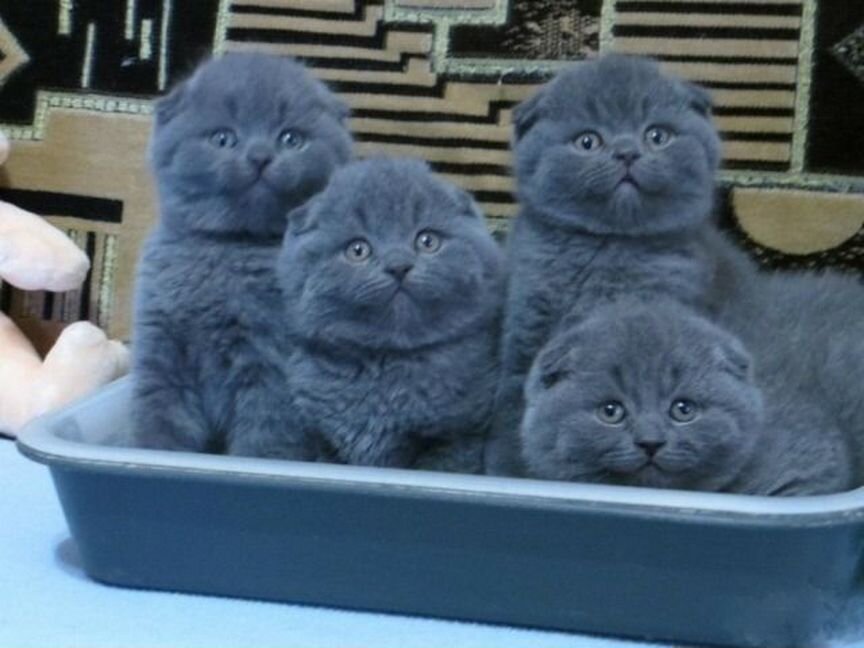 Вислоухие котята