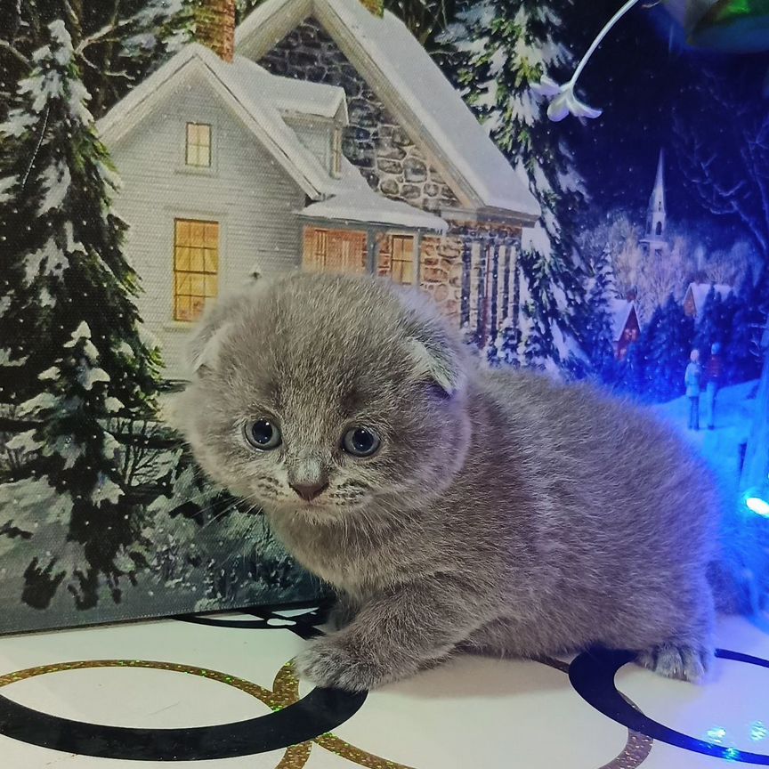 Шотландские котята серые