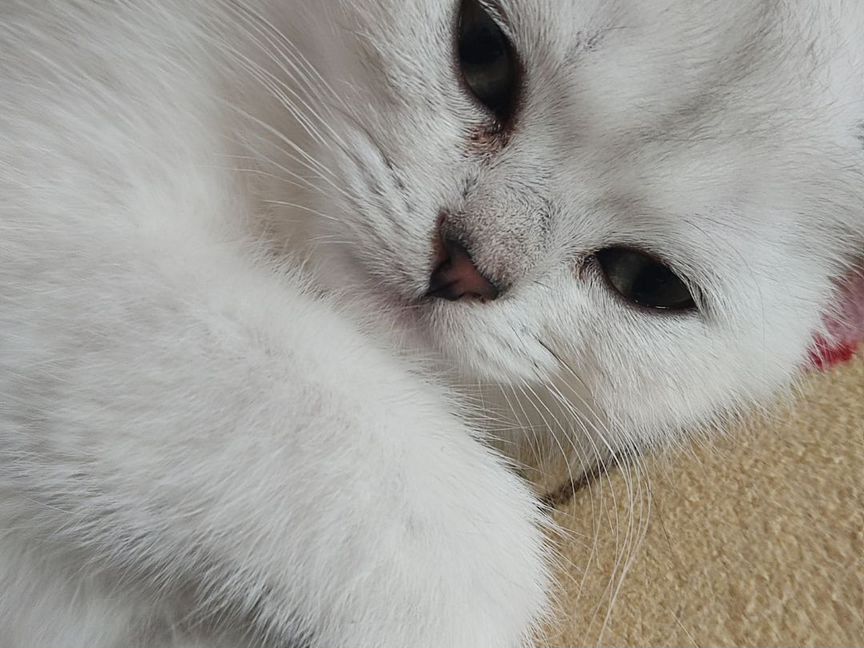 Британские котята