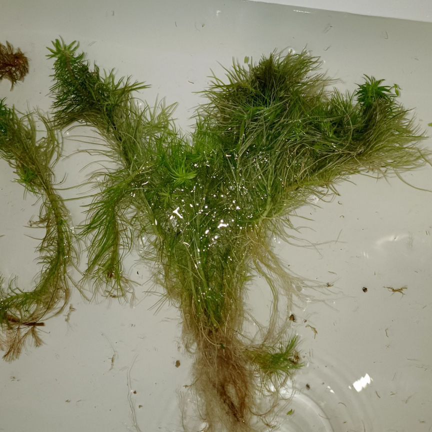 Аквариумные растения прополка