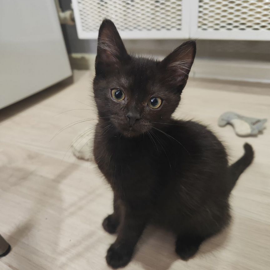 Котёнок девочка в добрые руки