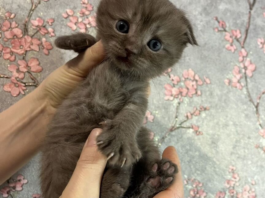 Шотландская вислоухая кошка