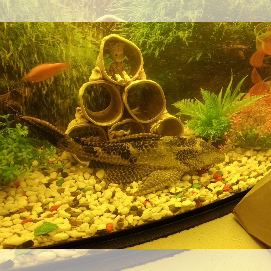 Анциструс сом 25 см