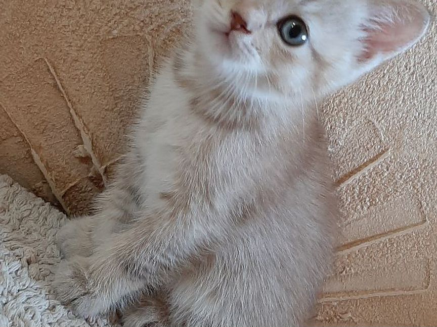 Британские котята