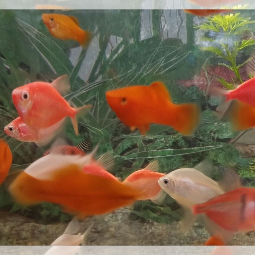 Меченосцы красные по 25р от 2,5 до 3,5 см