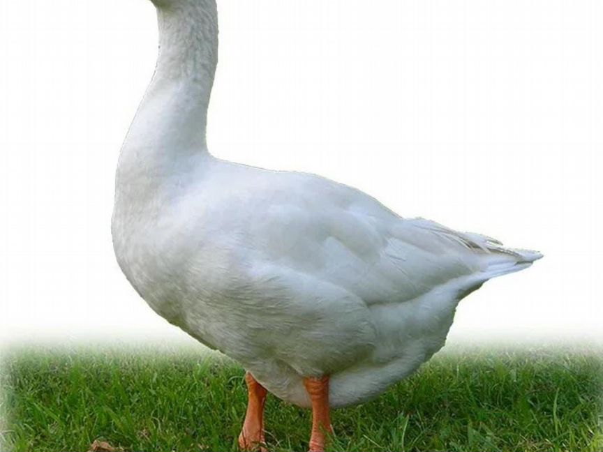 Инкубационное яйцо гусь линда Большой серый