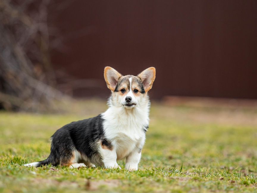 Девчонка корги для лучших родителей