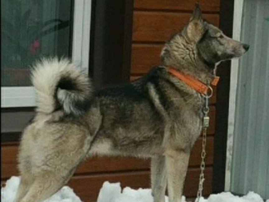 Западно сибирская лайка сука