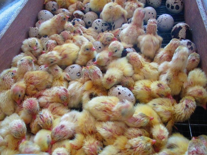 Суточные перепела (белый техасский)