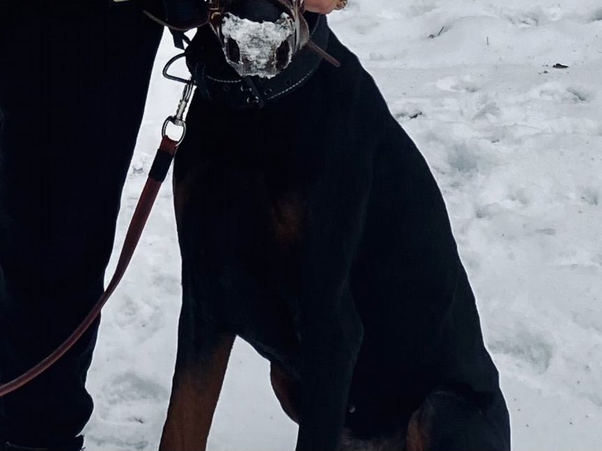 Собака доберман