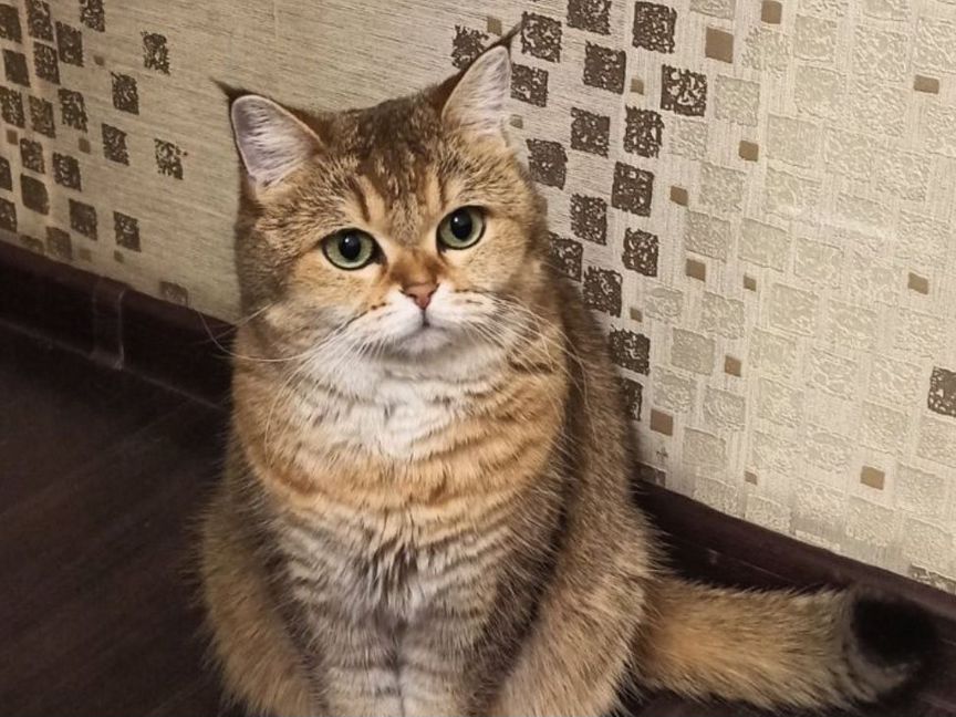 Кошка британская шиншилла
