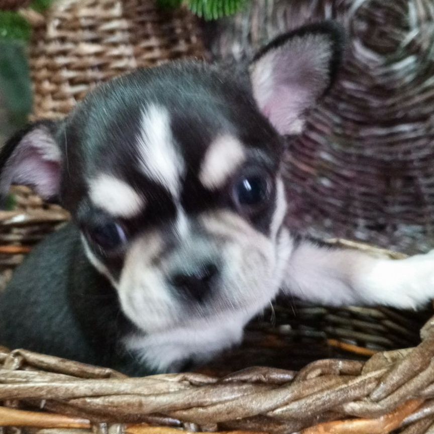 Чихуахуа, щенок