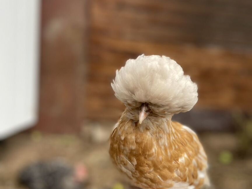 Цыплята падуан