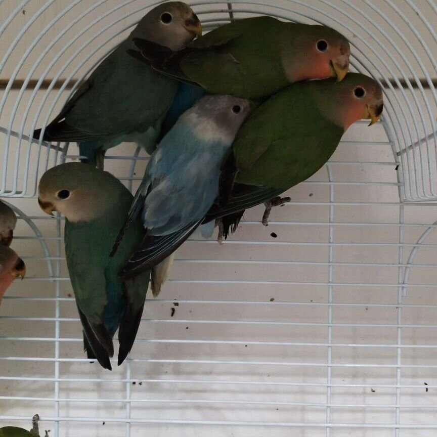 Неразлучники