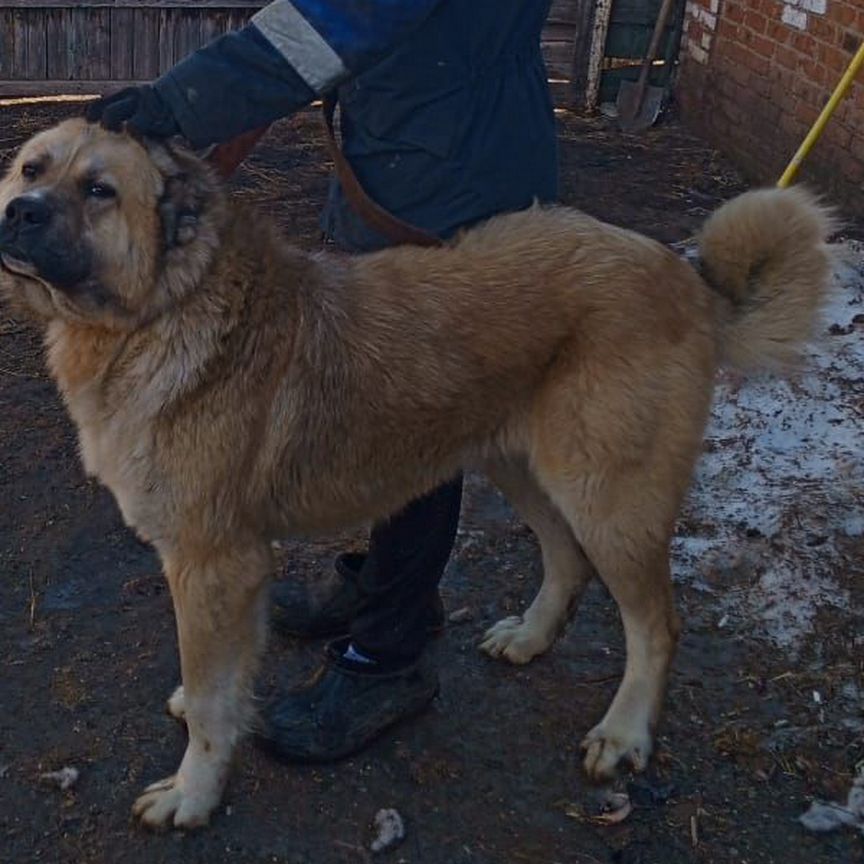 Кавказская овчарка, взрослый пёс