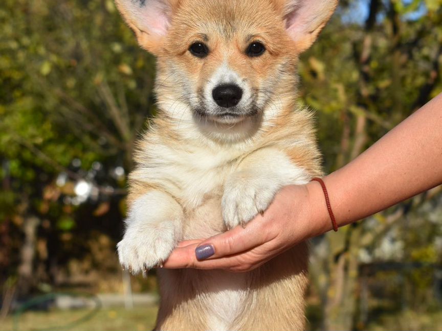 Щенки вельш-корги кардигана и пемброка
