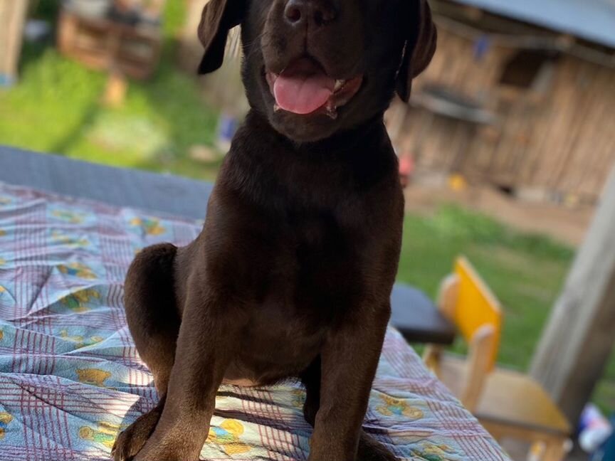 Лабрадор ретривер щенки