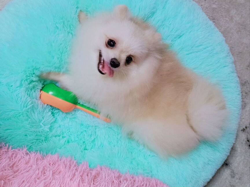 Мини девочка померанского шпица