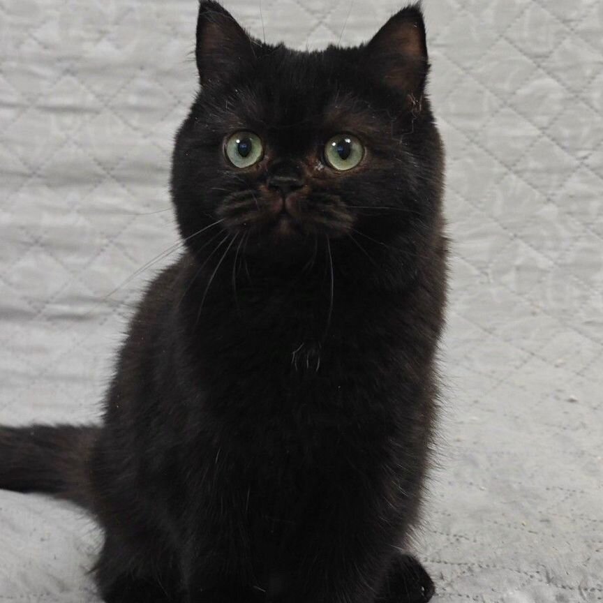 Британская черная девочка Багира